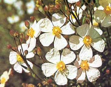 fauna y flora llanera: FLORA LLANERA